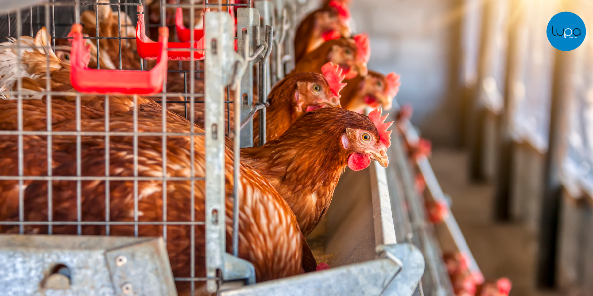 ¿Qué pasó con las 2 millones de gallinas y el precio del huevo?